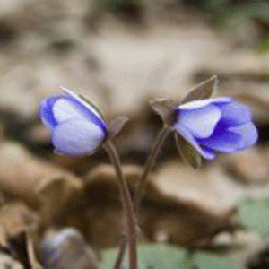 wilted-blue-flowers - Life Renewal Inc. | Christian Counselor in ...